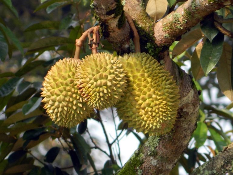 Durian (Durio Zibethinus) | MateriKimia