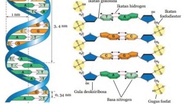 struktur molekul dna | MateriKimia