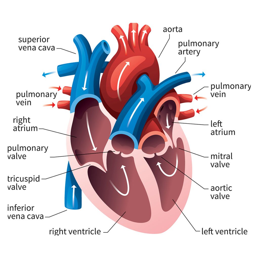 10 Organ Manusia dan Fungsinya - Materi Kimia