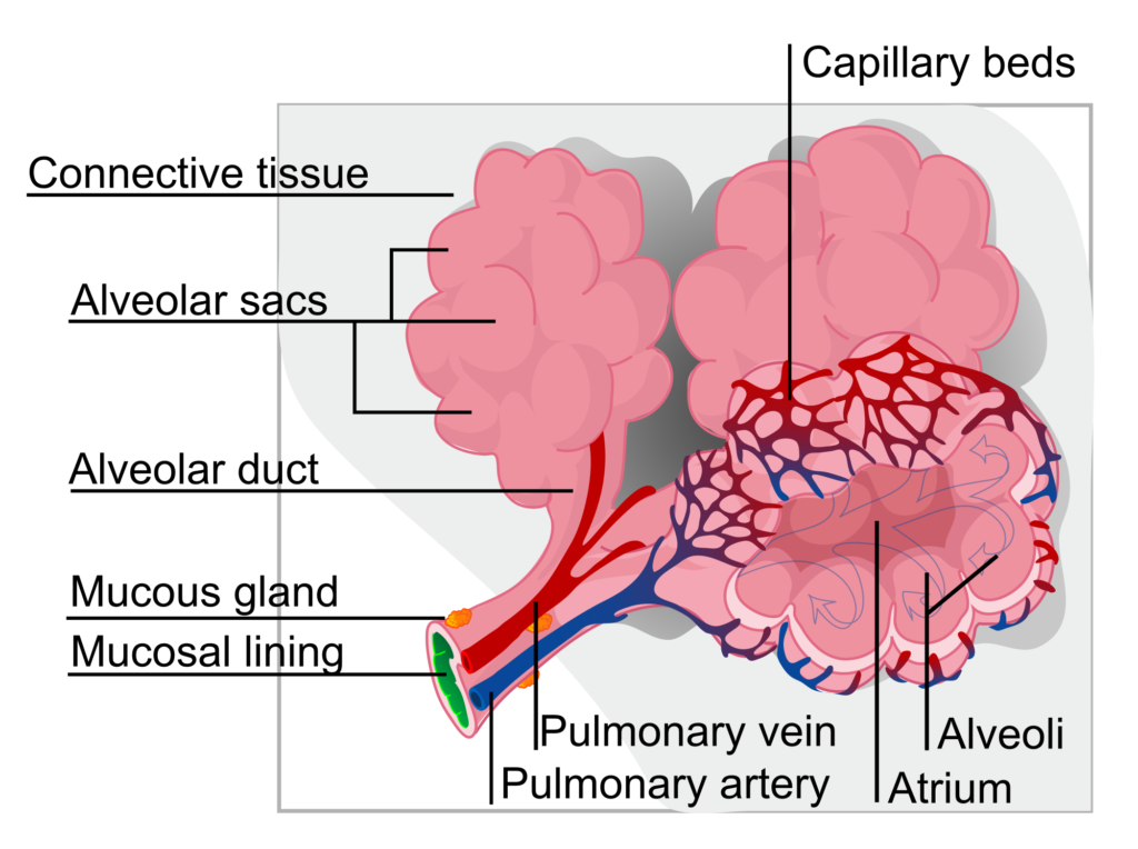 8 Gambar Organ Pernapasan Manusia - Materi Kimia