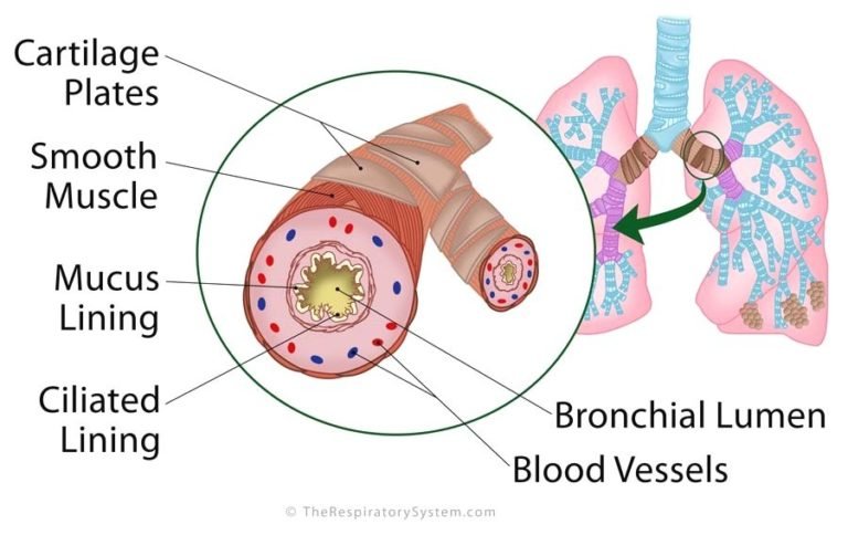 8 Organ Penyusun Sistem Pernapasan pada Manusia dan Fungsinya - Materi ...