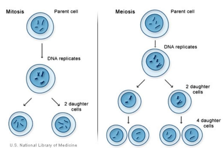 Mitosis Dan Meiosis Materikimia