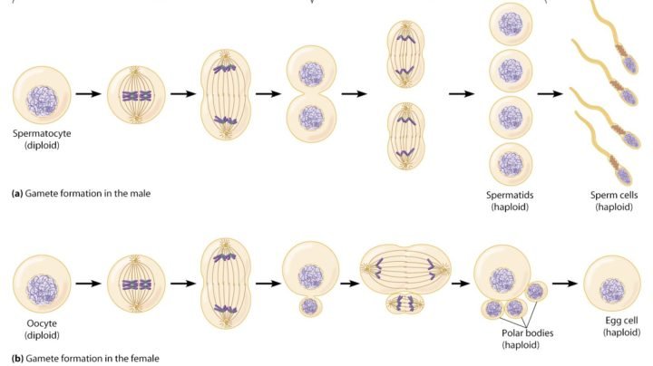 Skema Spermatogenesis dan Oogenesis pada Manusia beserta Penjelasannya ...