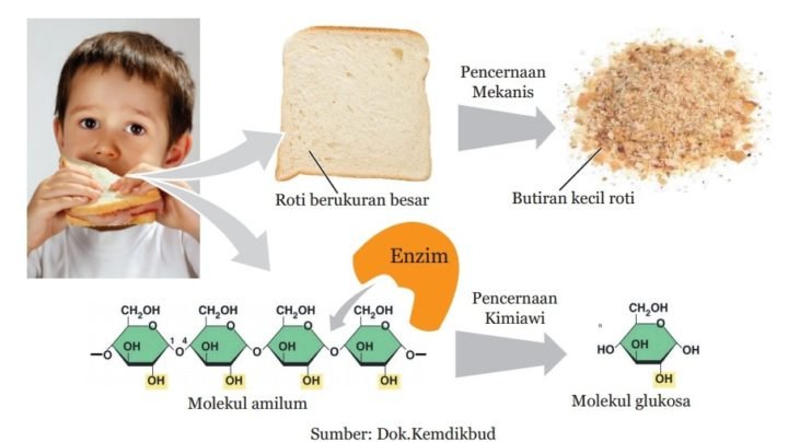 proses pencernaan makanan pada lambung | MateriKimia