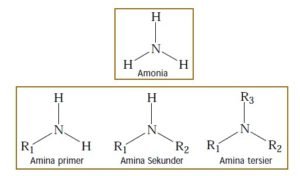Amina – Sifat, Reaksi, Klasifikasi, Isomer, dan Kegunaan Amina - Materi ...