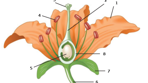 10 Soal Essay Reproduksi pada Tumbuhan dan Jawabannya - Materi Kimia