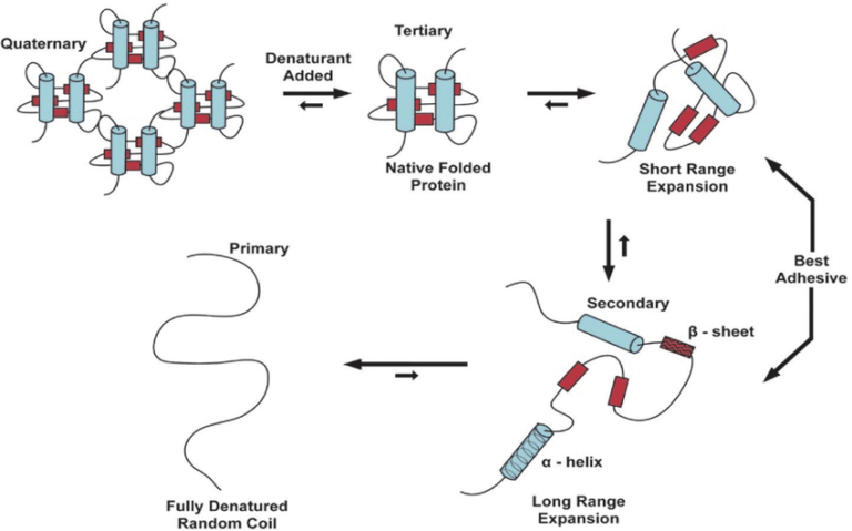 7 Contoh Denaturasi Protein - Materi Kimia