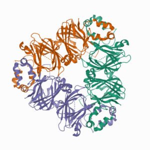 Macam-Macam Protein dan Contohnya - Materi Kimia