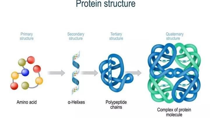 Macam-Macam Protein dan Contohnya - Materi Kimia