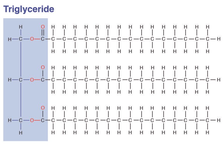 Lemak - Materi Kimia
